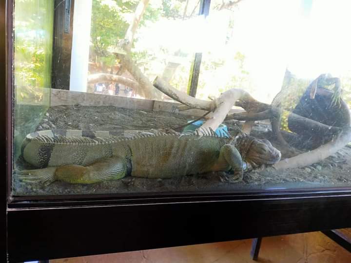 Baluarte Zoo and Safari Gallery in Vigan, Philippines