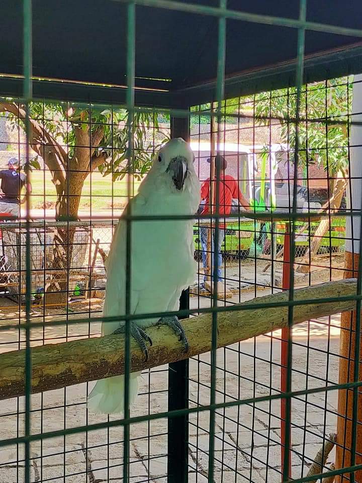 Baluarte Zoo and Safari Gallery in Vigan, Philippines