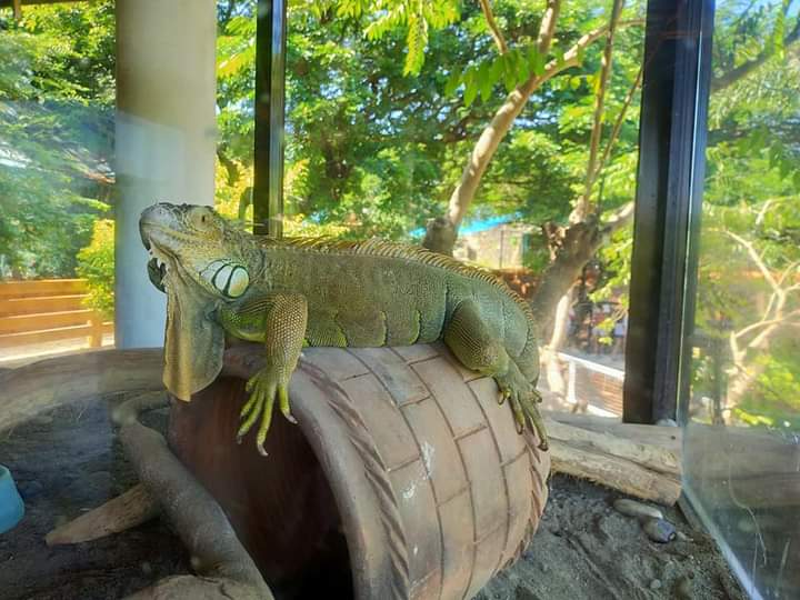 Baluarte Zoo and Safari Gallery in Vigan, Philippines