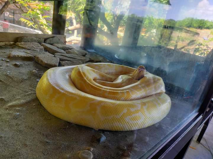 Baluarte Zoo and Safari Gallery in Vigan, Philippines